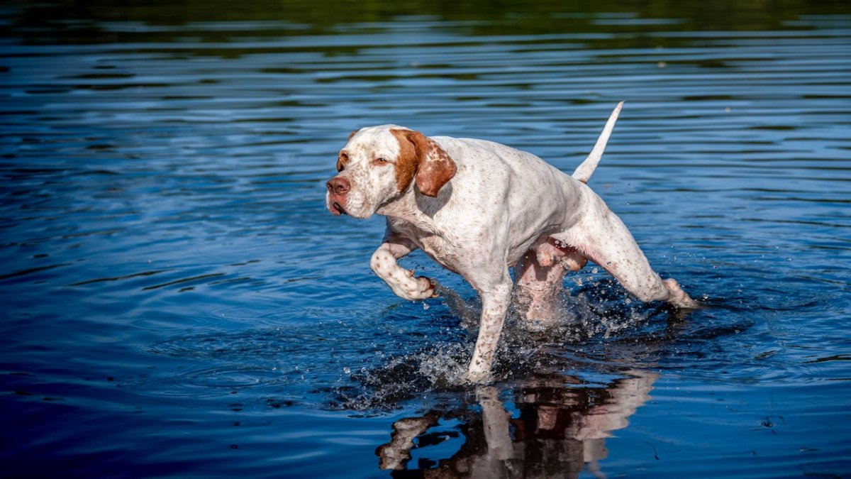 English Pointer | Breed Guide | Scrumbles – Scrumbles: Natural Pet Food