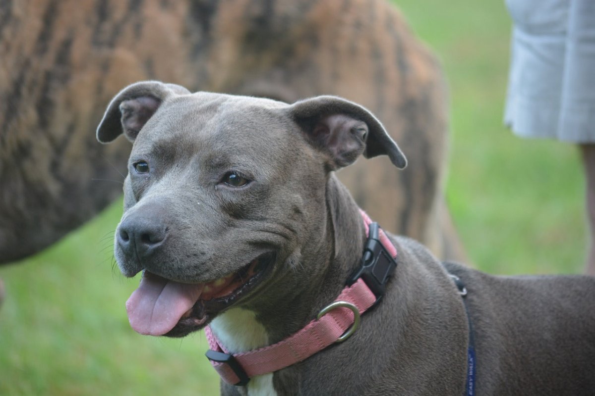 Blue Staffy | Breed Guide | Scrumbles – Scrumbles: Natural Pet Food
