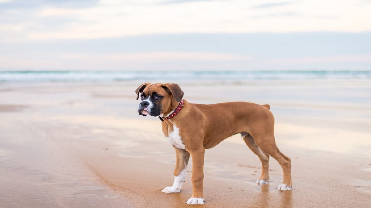 Boxer | Breed Guide | Scrumbles – Scrumbles: Natural Pet Food