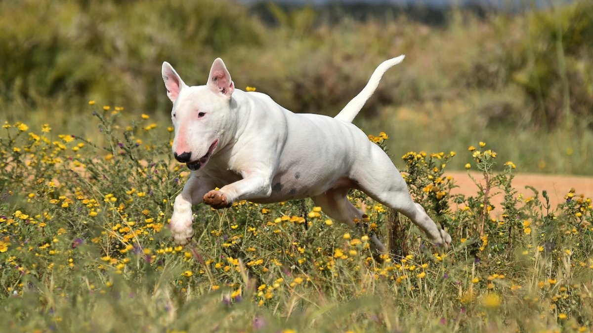 Bull Terrier | Breed Guide | Scrumbles – Scrumbles: Natural Pet Food