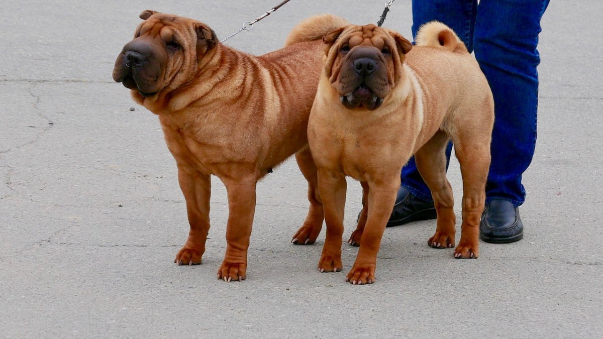 Chinese Shar Pei | Breed Guide | Scrumbles – Scrumbles: Natural Pet Food