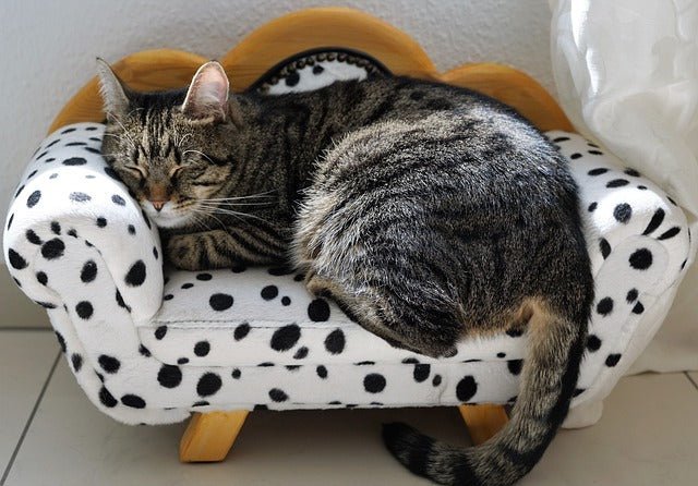 Colitis In Cats: Symptoms And Treatment | Scrumbles – Scrumbles ...