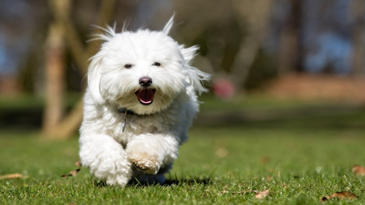 Coton de Tulear | Breed Guide | Scrumbles – Scrumbles: Natural Pet Food