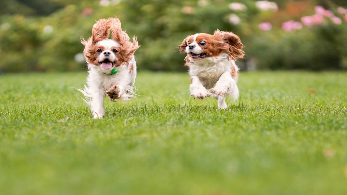 English Toy Spaniel | Breed Guide | Scrumbles – Scrumbles: Natural Pet Food