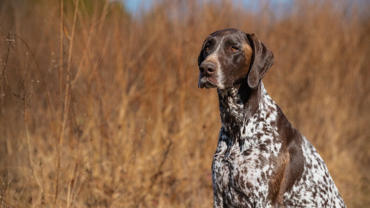 German Shorthaired Pointer | Breed Guide | Scrumbles