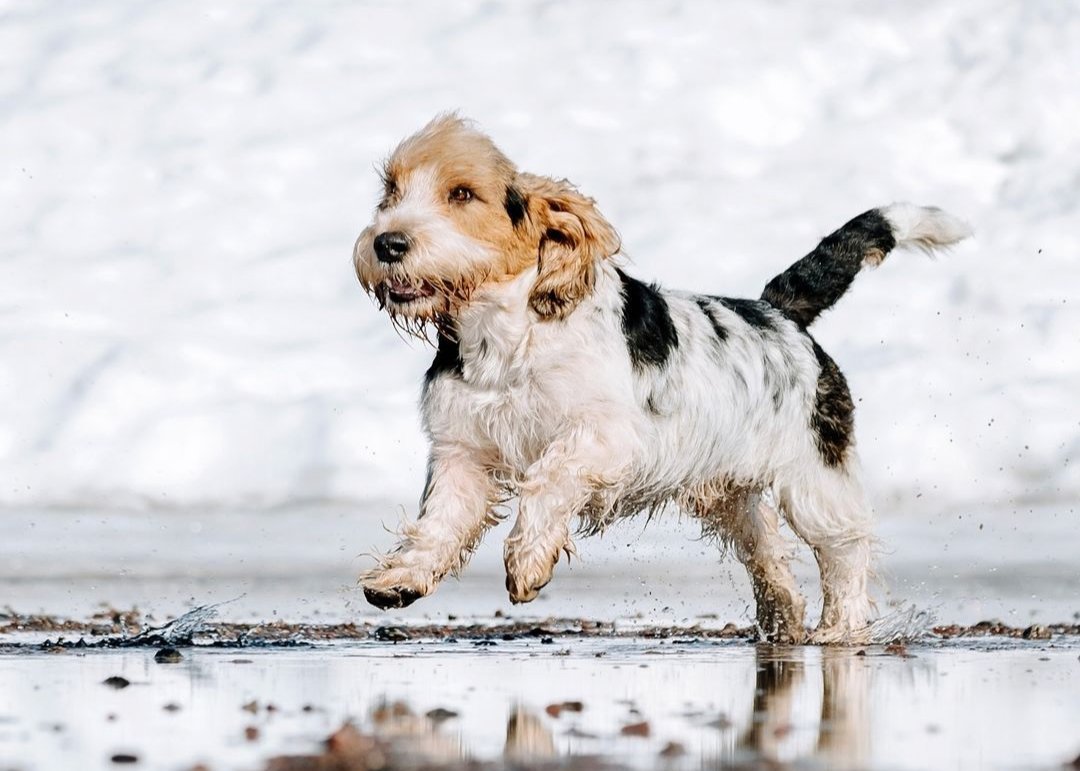 Grand Basset Griffon Vendeen Breed Guide – Scrumbles: Natural Pet Food