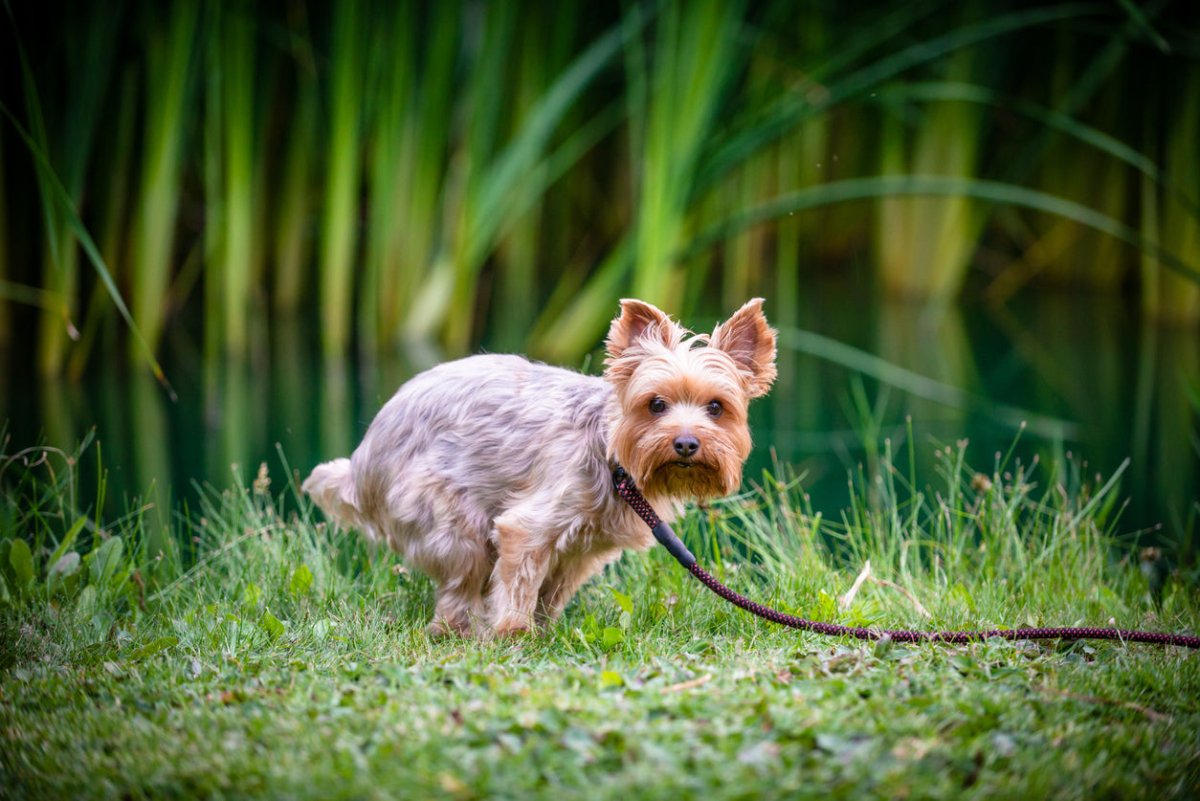 Healthy Dog Poop Chart: In Search of the Perfect Poop – Scrumbles ...