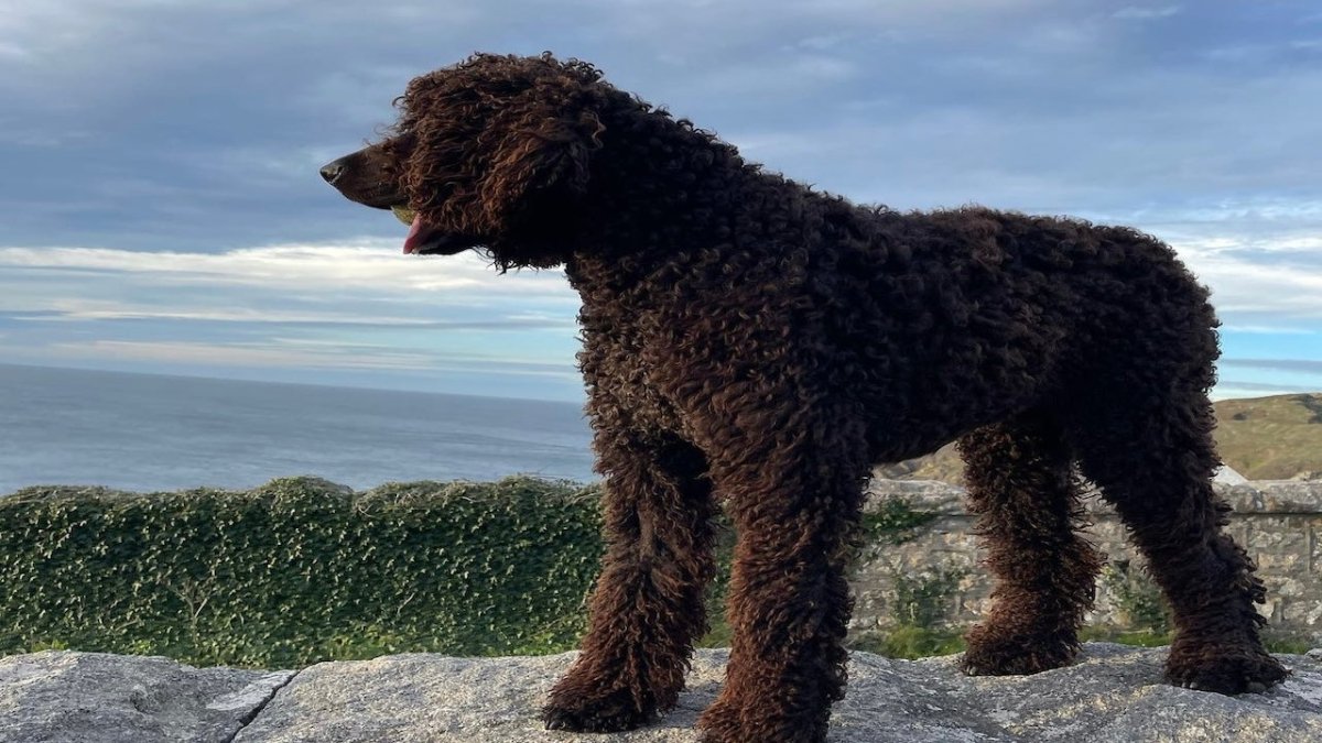 Irish Water Spaniel | Breed Guide | Scrumbles – Scrumbles: Natural Pet Food