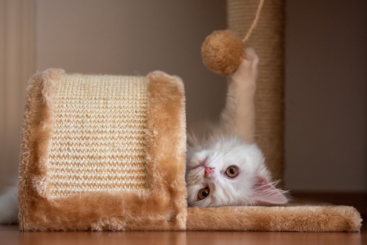 Kitten Toys and Play – Scrumbles: Natural Pet Food