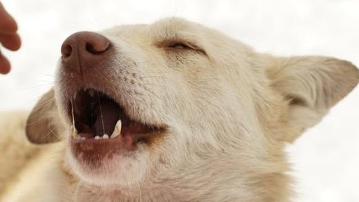 Korean Jindo Breed Guide – Scrumbles: Natural Pet Food