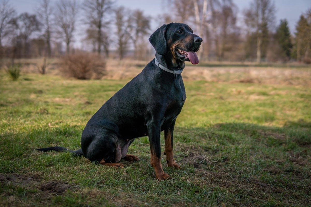Polish Hunting Dog Breed Guide – Scrumbles: Natural Pet Food