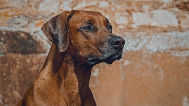 Rhodesian Ridgeback | Breed Guide | Scrumbles – Scrumbles: Natural Pet Food