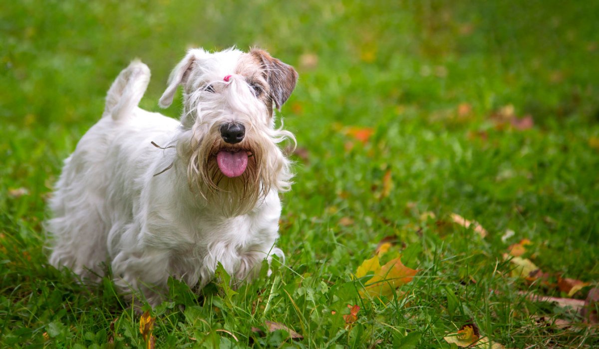 Sealyham Terrier Breed Guide – Scrumbles: Natural Pet Food