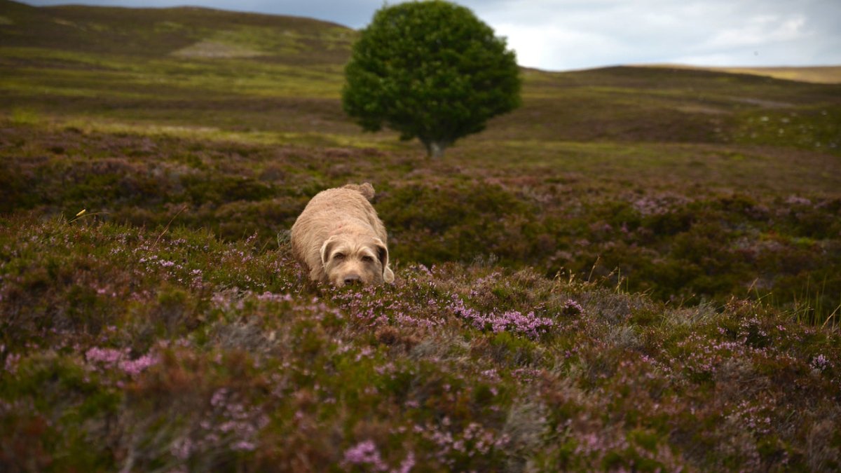 Slovakian Rough Haired Pointer | Breed Guide | Scrumbles
