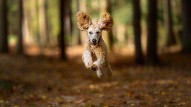 Standard Poodle | Breed Guide | Scrumbles – Scrumbles: Natural Pet Food