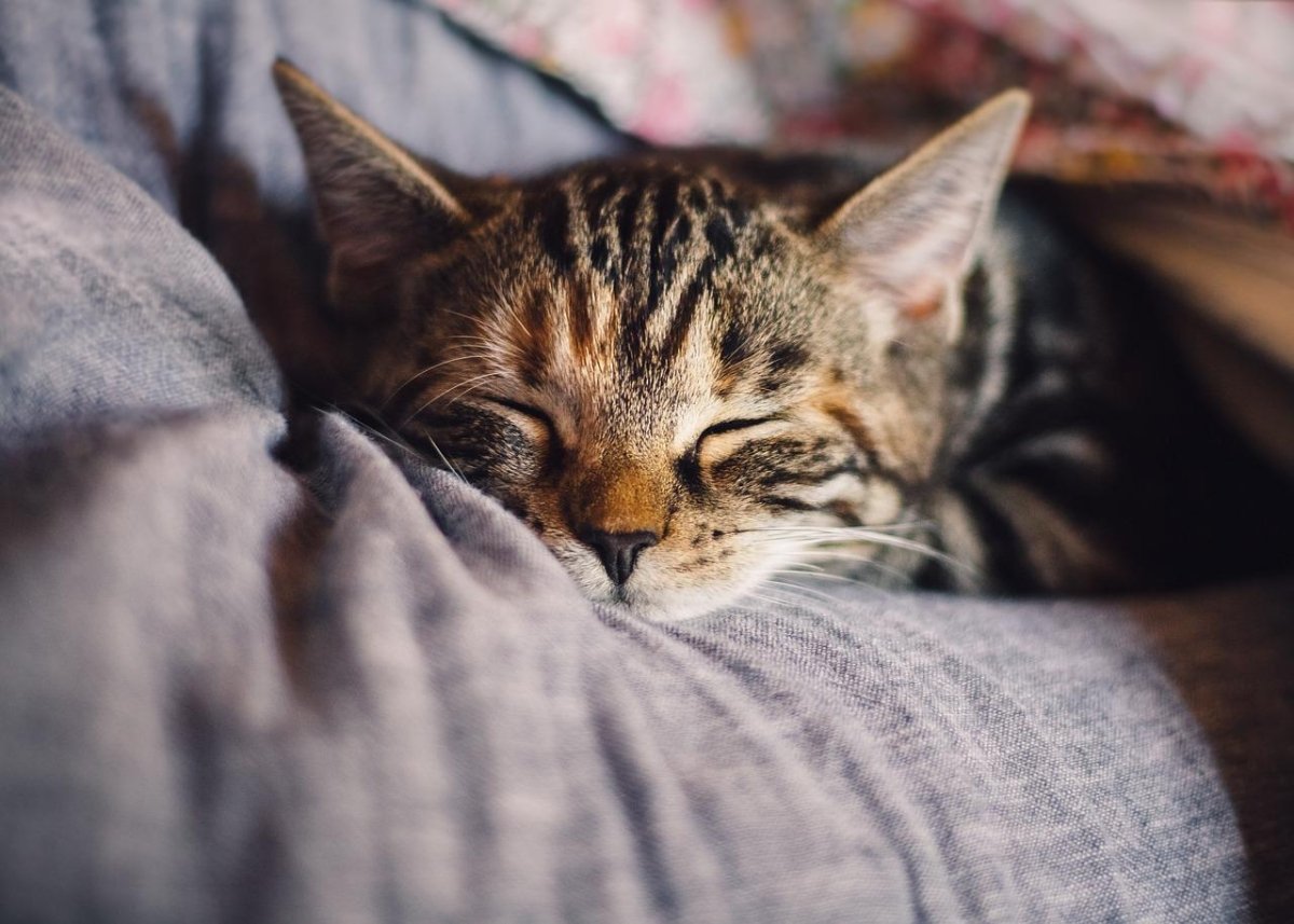 Valerian for Cats: Calming Effects and Benefits – Scrumbles: Natural ...