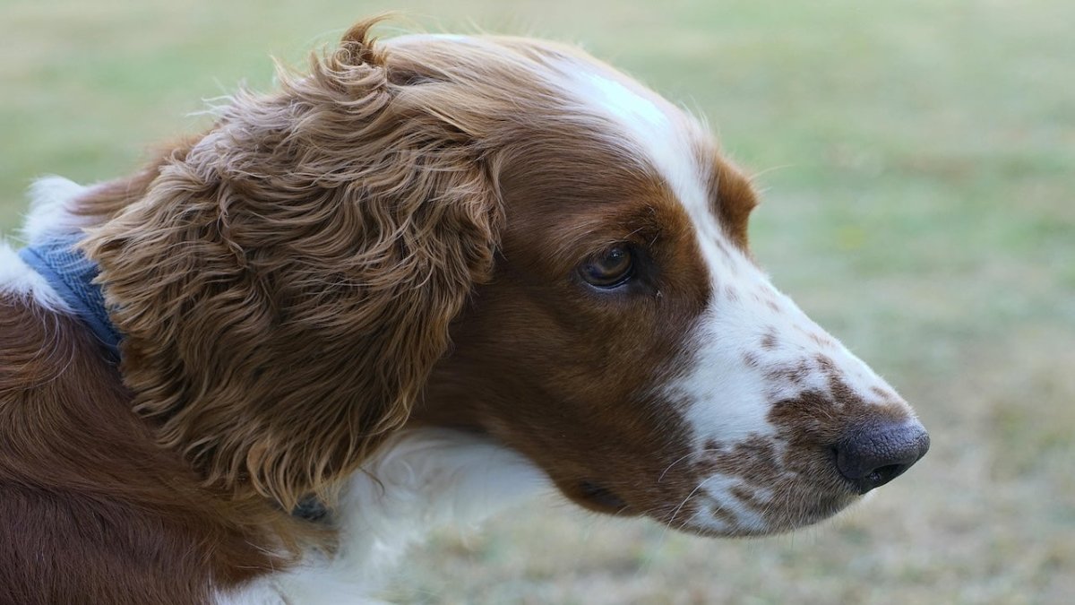 Welsh Springer Spaniel Breed Guide | Blog | Scrumbles – Scrumbles ...