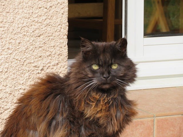 What is a Fever Coat? | Scrumbles – Scrumbles: Natural Pet Food